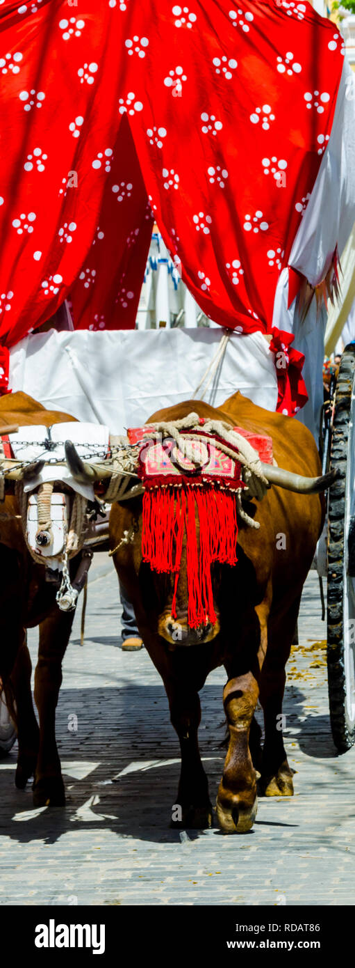 closeup to the head of an ox decorated with traditional decoration ...
