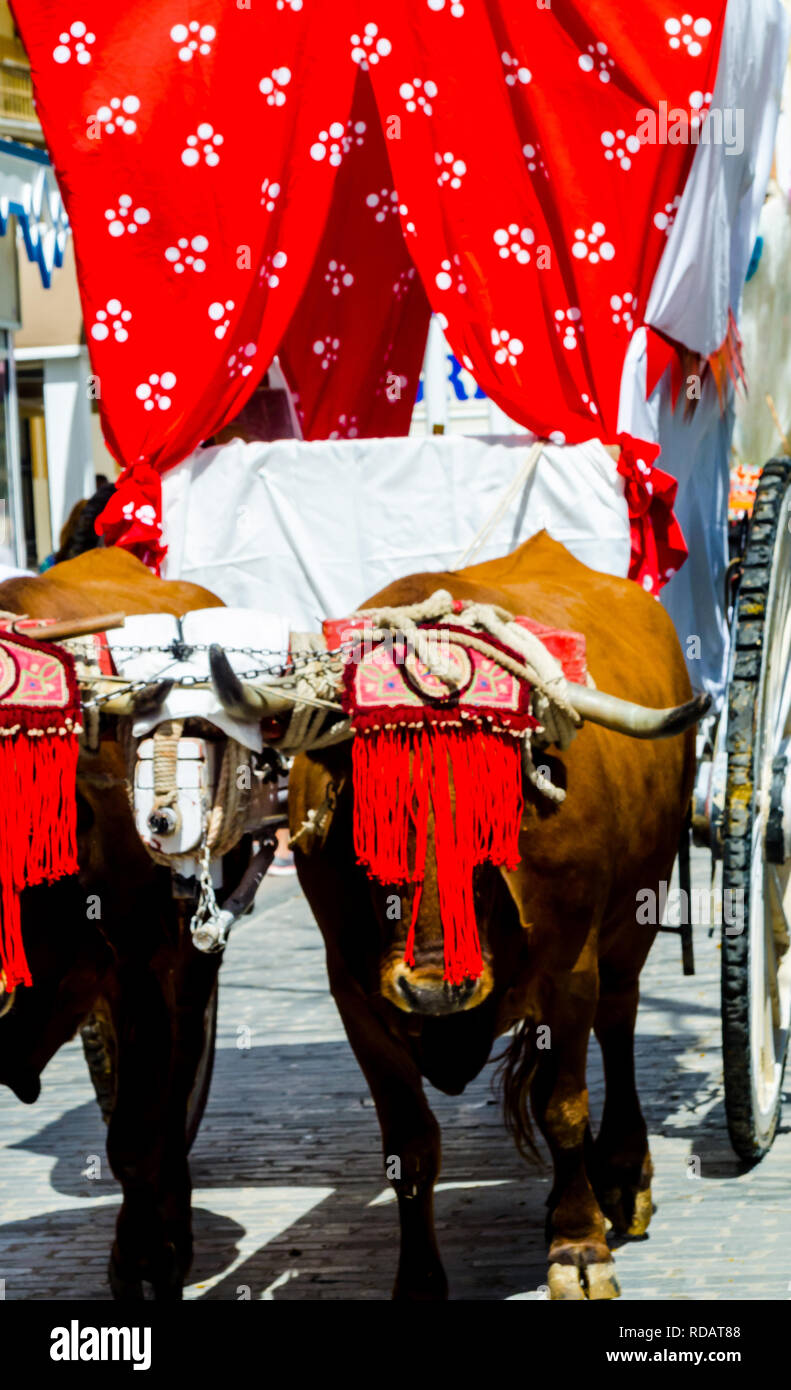 closeup to the head of an ox decorated with traditional decoration ...