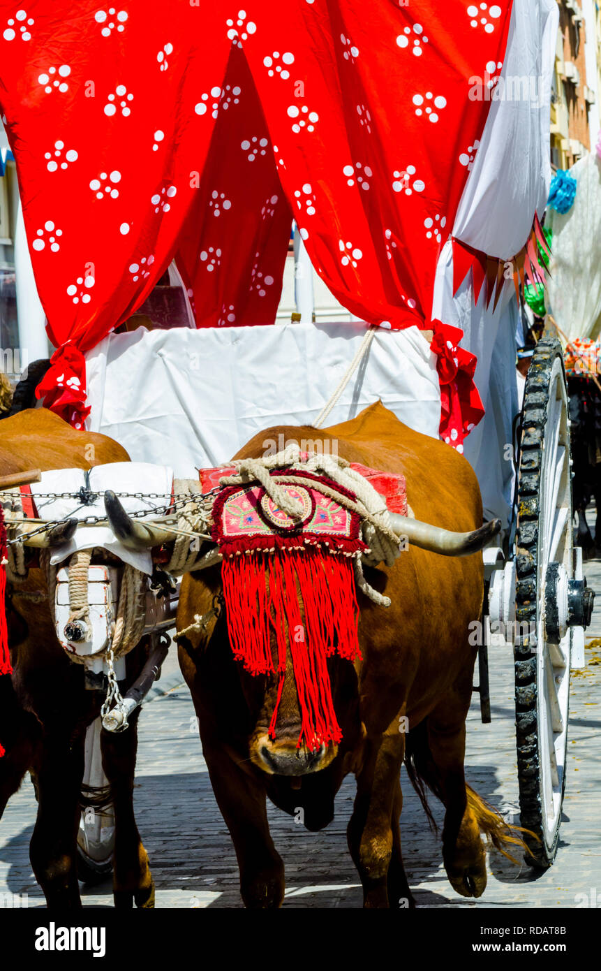 closeup to the head of an ox decorated with traditional decoration ...