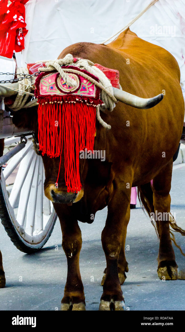 Strong As An Ox High Resolution Stock Photography and Images - Alamy