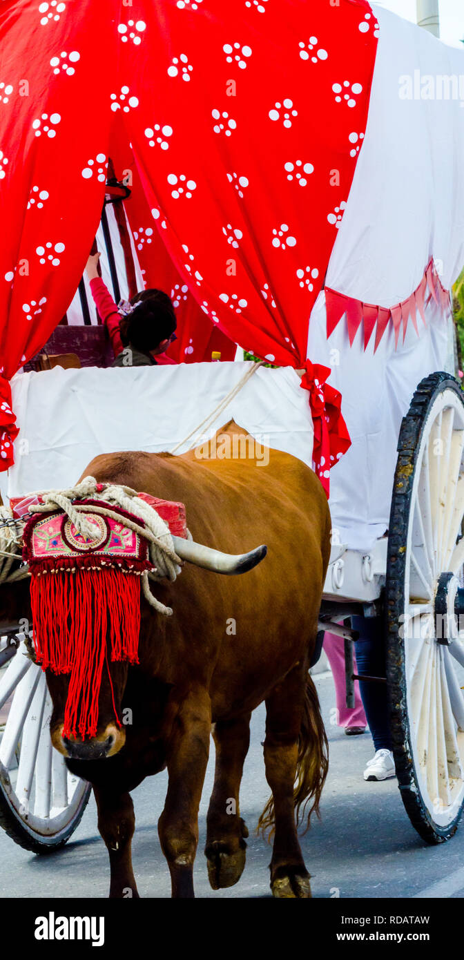 Ox Skin High Resolution Stock Photography and Images - Alamy