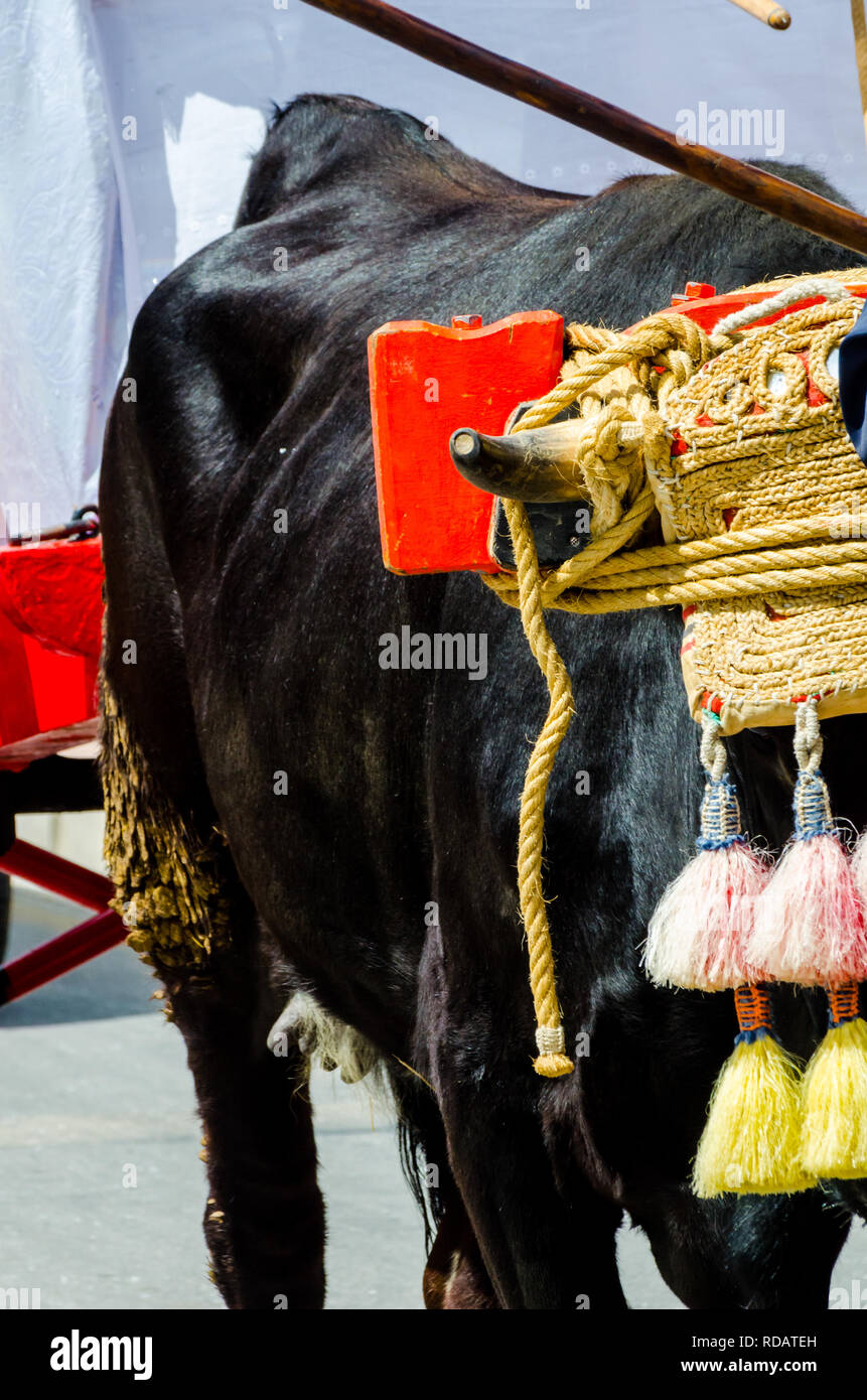closeup to the head of an ox decorated with traditional decoration ...