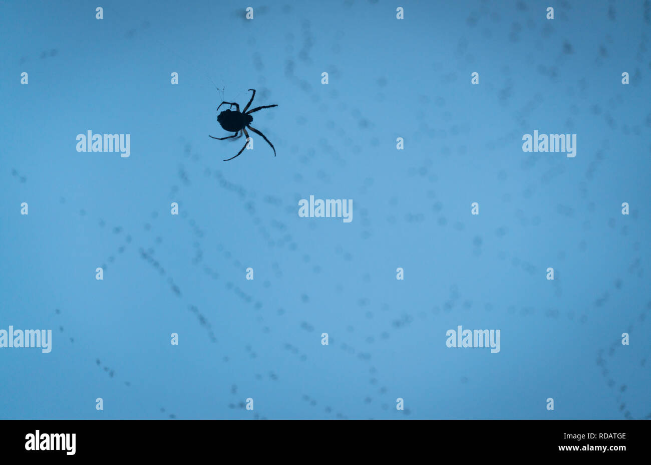 Flies Caught In A Spider Web High Resolution Stock Photography and ...