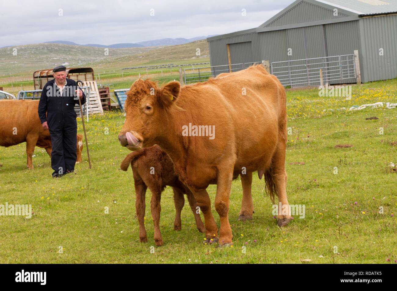 Neil Macaskill , relative of tallest man from UK from Berneray ),Angus ...