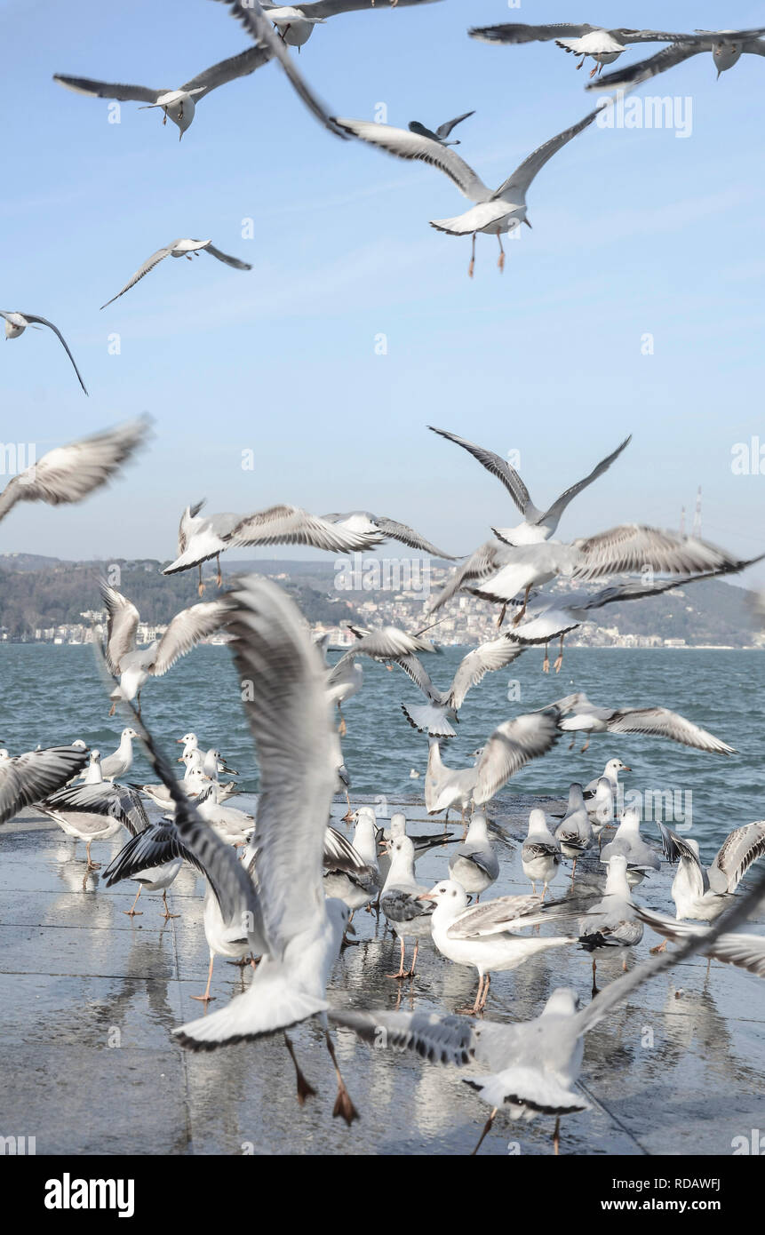 Group of seagull hi-res stock photography and images - Alamy