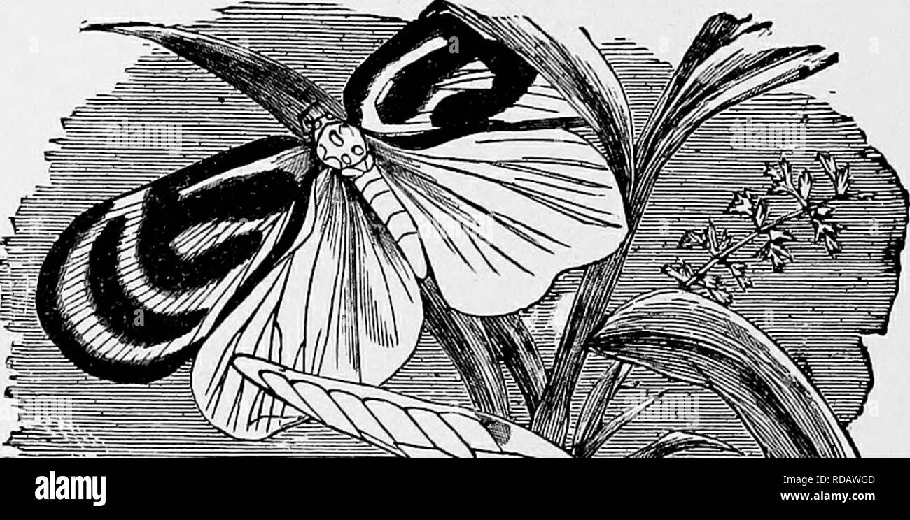 Cuckoo spit frog hopper Black and White Stock Photos & Images - Alamy