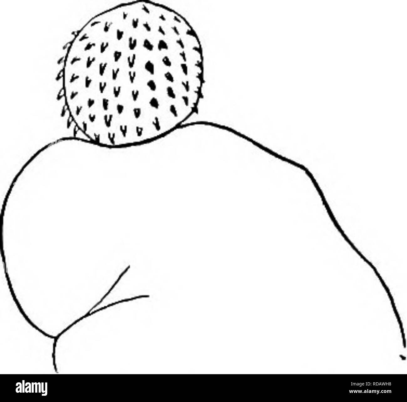 . Fresh-water biology. Freshwater biology. Fig. 852. FilicoUis botulus ...