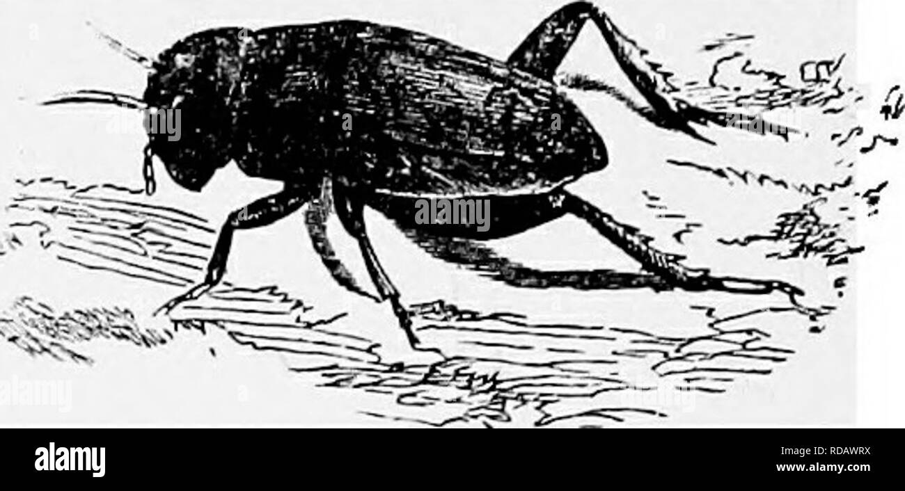 Mole cricket burrow hi-res stock photography and images - Alamy