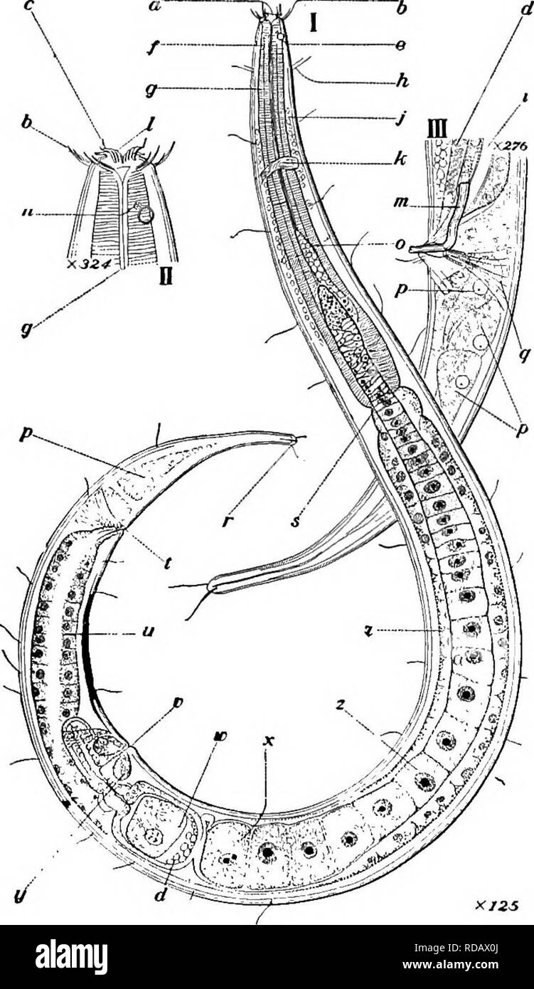 Marine nematode Black and White Stock Photos & Images - Alamy