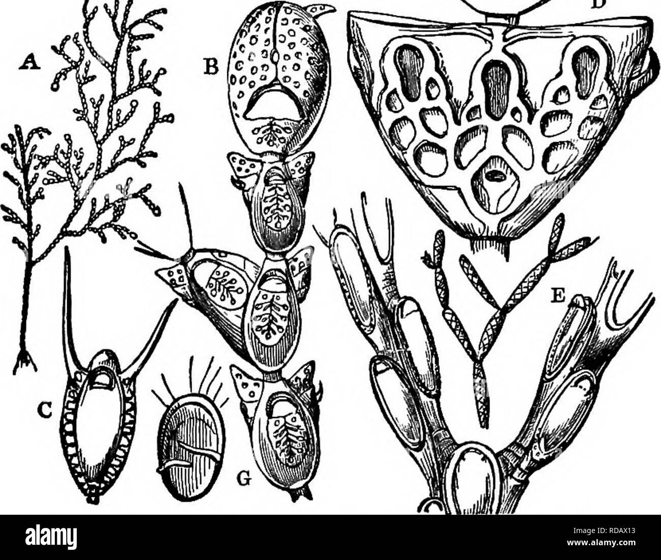 Shipworm Black and White Stock Photos & Images - Alamy