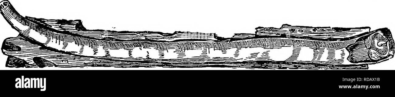 Shipworm damage hi-res stock photography and images - Alamy