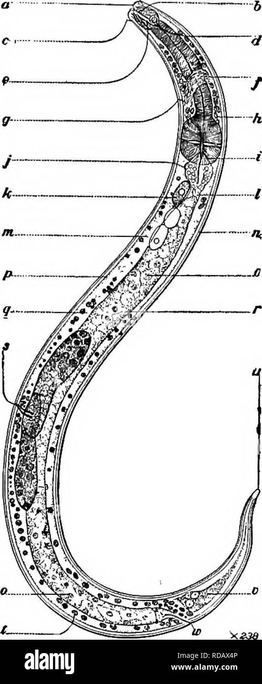 Free living nematodes hi-res stock photography and images - Alamy