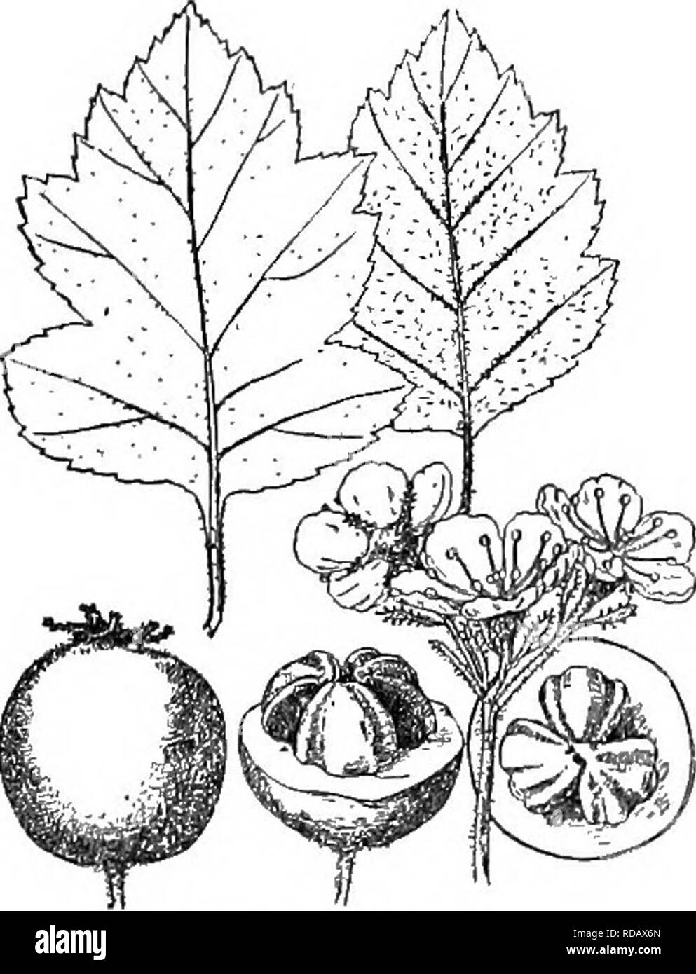 Ellipsoidal leaves Black and White Stock Photos & Images - Alamy