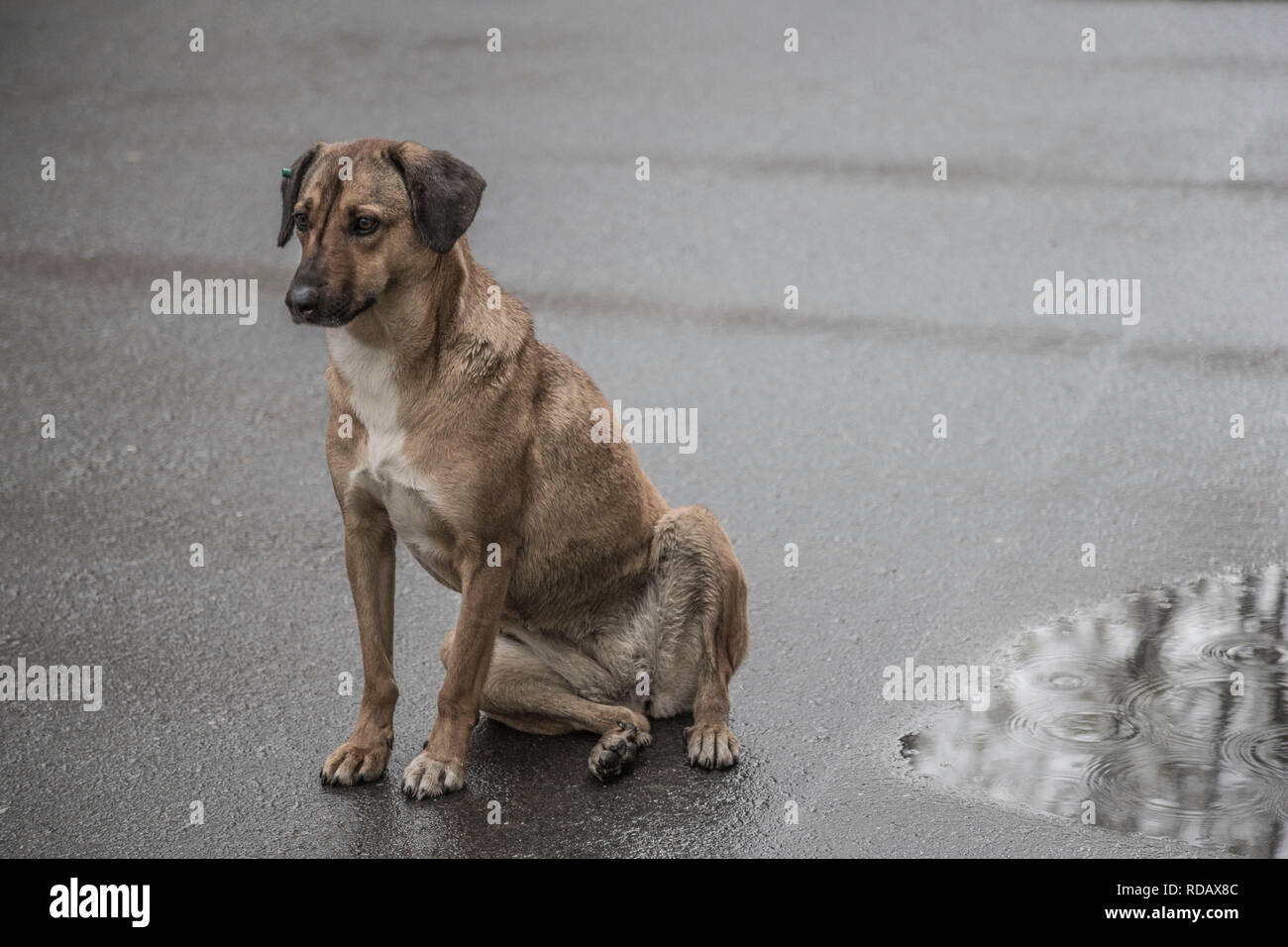 Canine sitting raining hi-res stock photography and images - Alamy