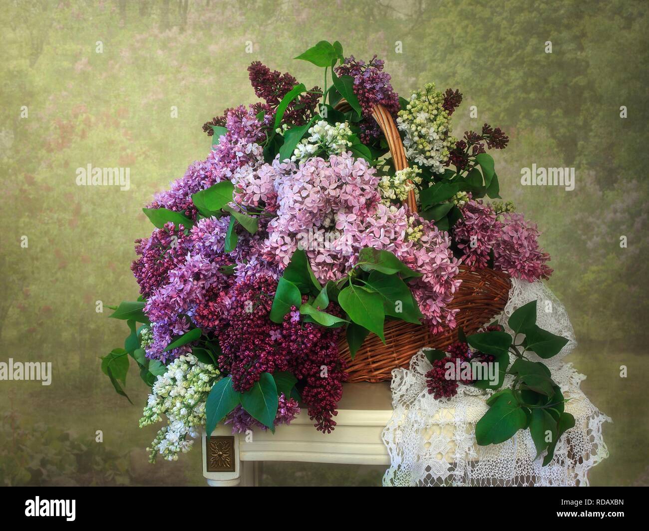 Still life with bouquet of multicolored lilac Stock Photo - Alamy