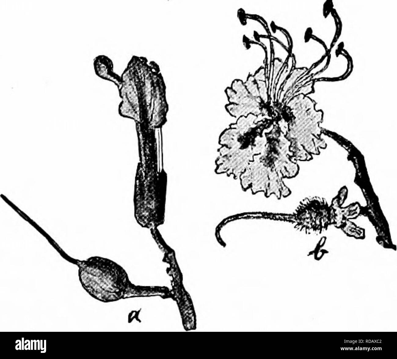 Flower pyramids flower pyramid hi-res stock photography and images - Alamy