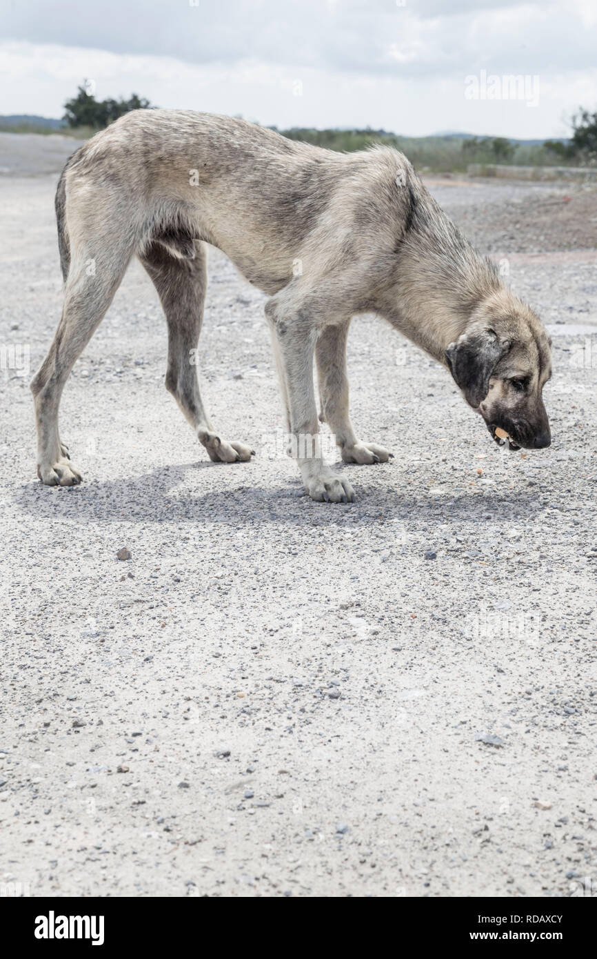 Homeless hungry street dog eating hi-res stock photography and images ...