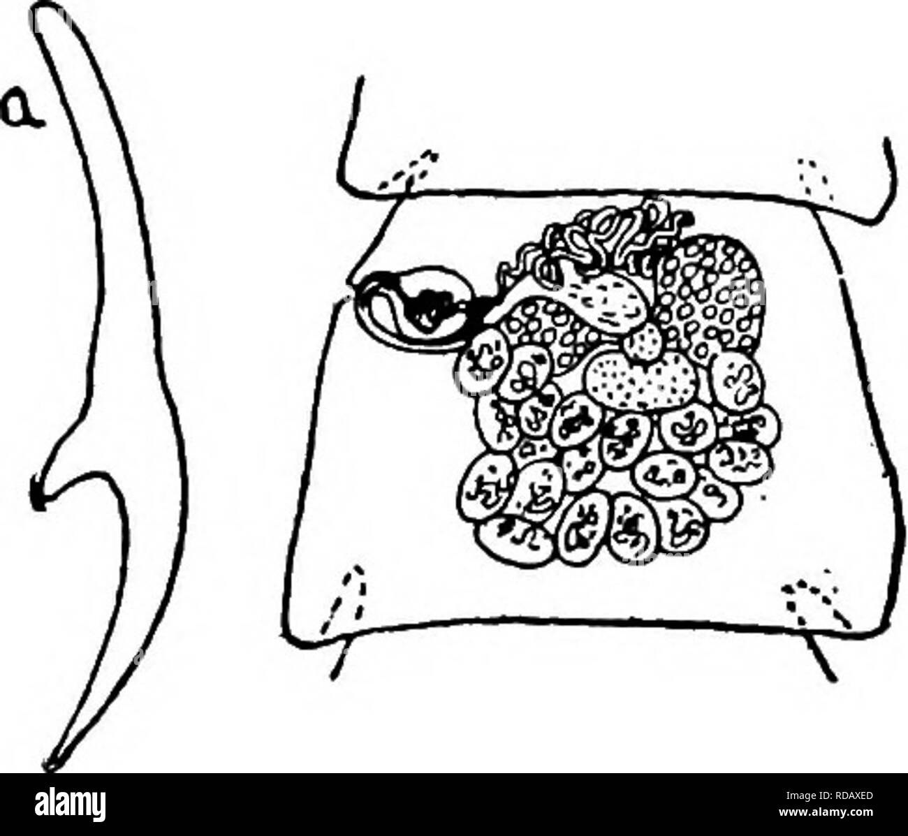 . Fresh-water biology. Freshwater biology. FRESH-WATER BIOLOGY ...