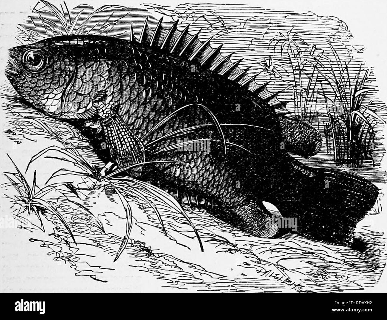 Climbing perch fish hi-res stock photography and images - Alamy