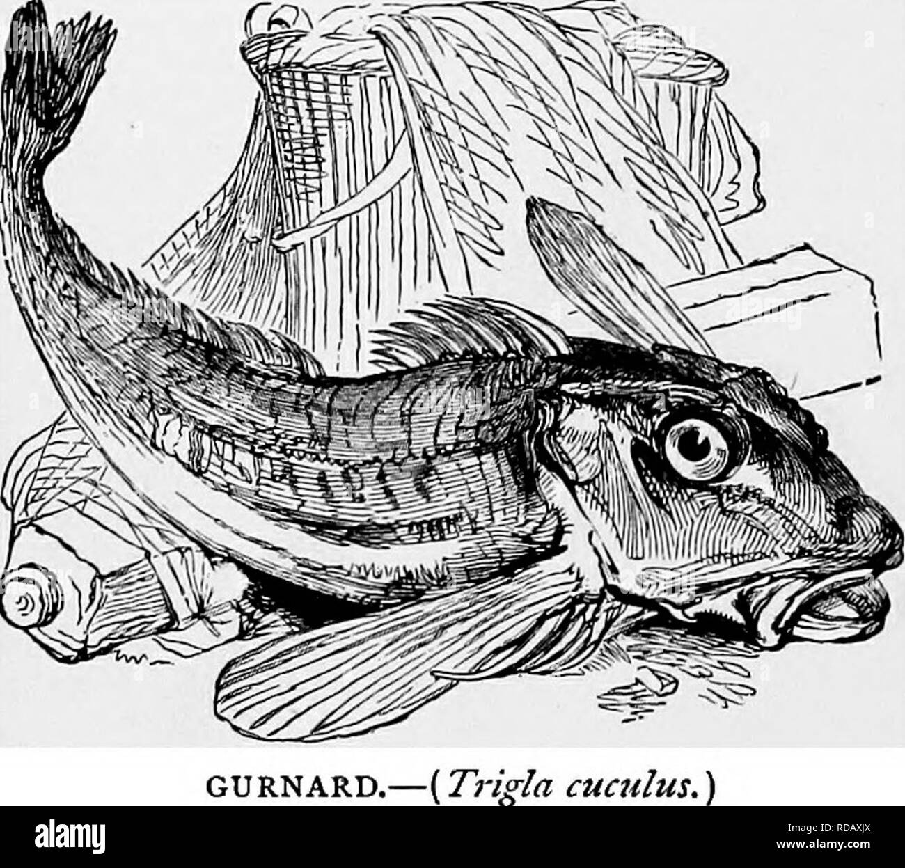 Operculum fish Black and White Stock Photos & Images - Alamy