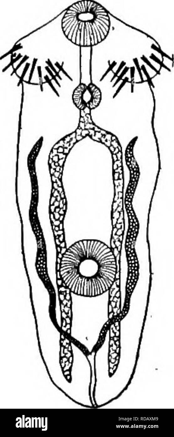 Rediae High Resolution Stock Photography and Images - Alamy