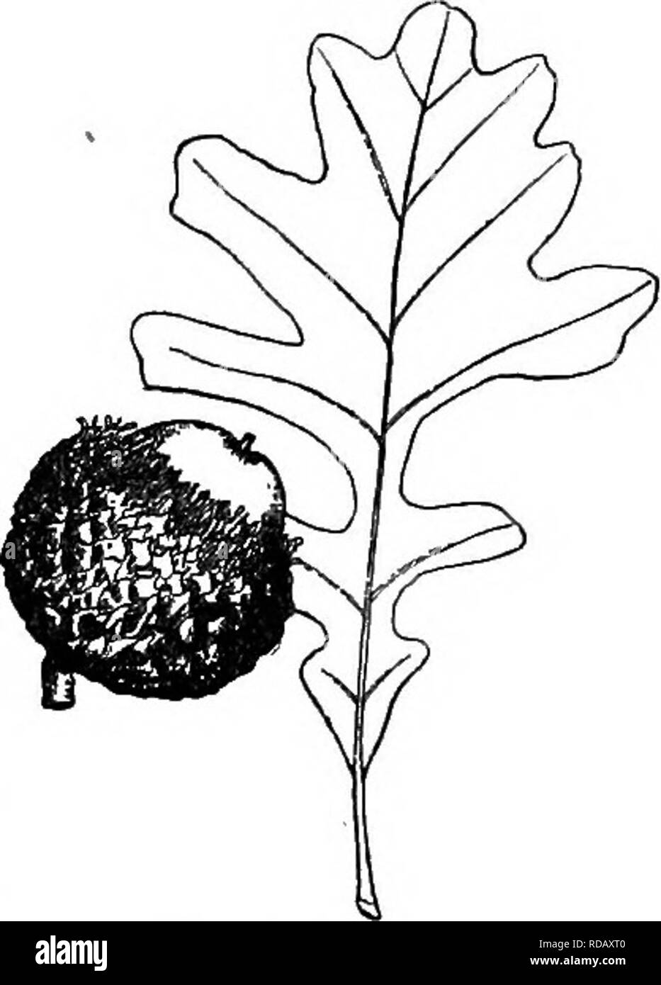 Ovoid acute leaves hi-res stock photography and images - Alamy