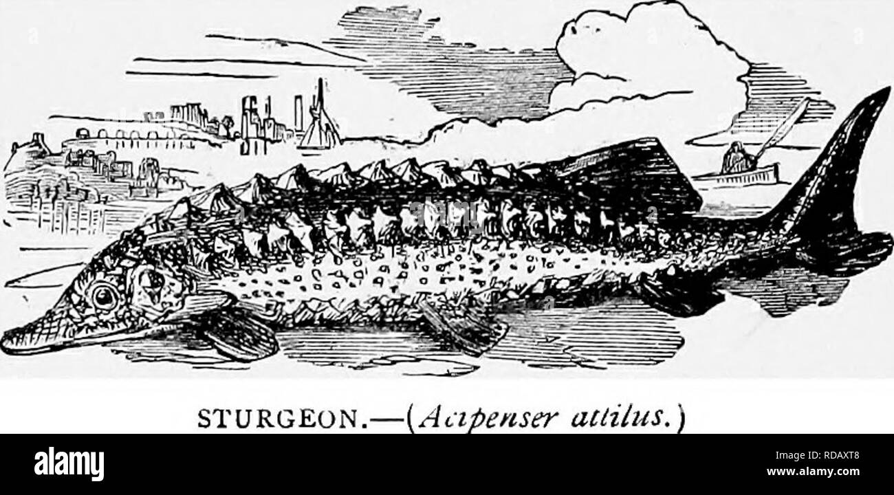 Isinglass from sturgeon hi-res stock photography and images - Alamy