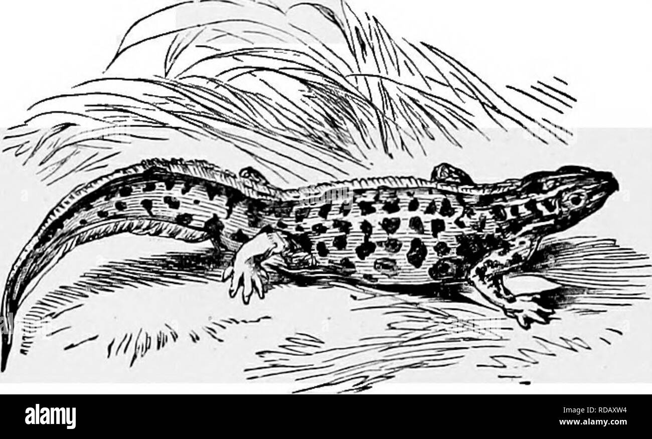 Greater crested newt Black and White Stock Photos & Images - Alamy