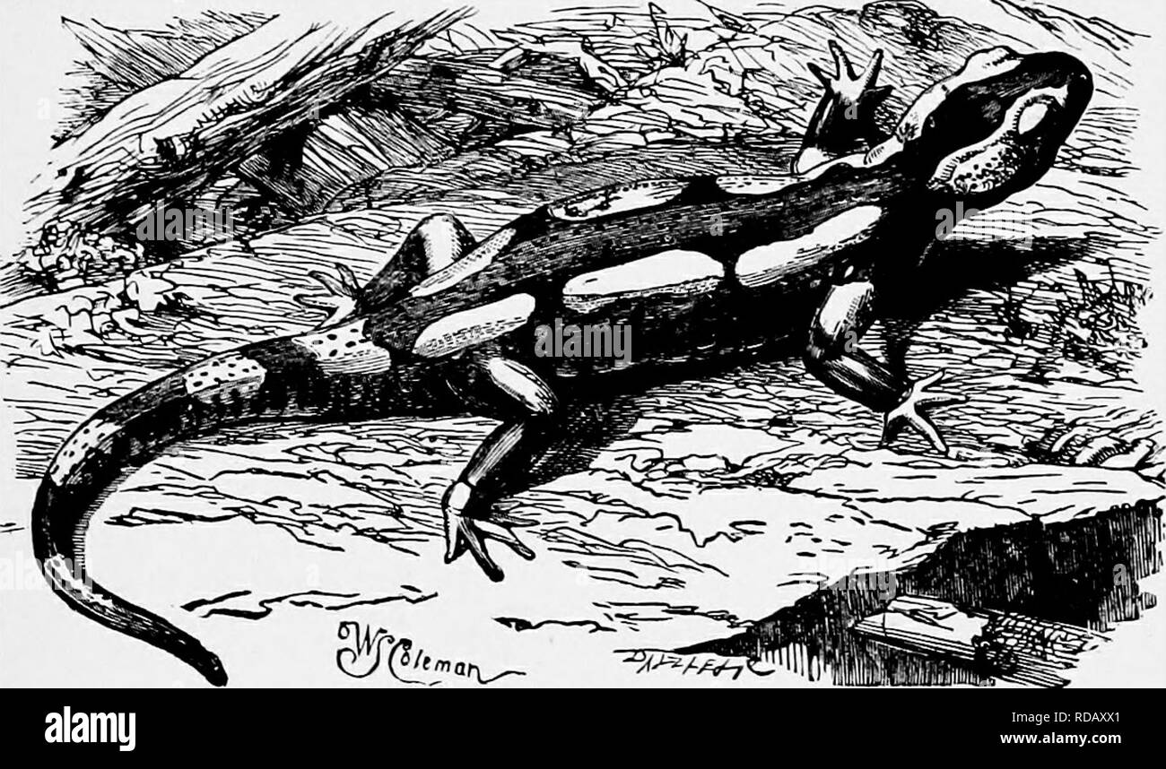 Body of a salamander Black and White Stock Photos & Images - Alamy
