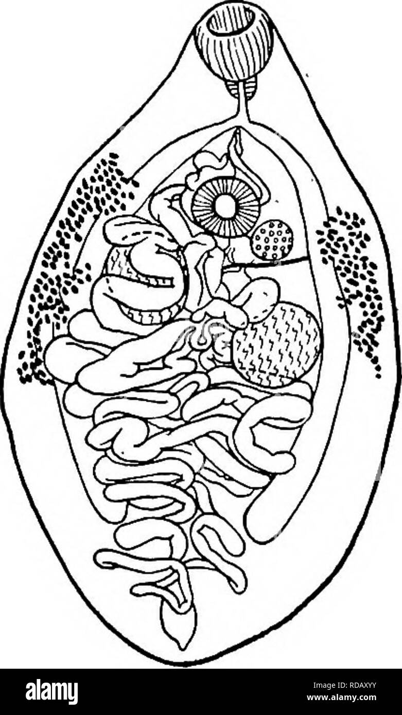 Styphlodora hi-res stock photography and images - Alamy