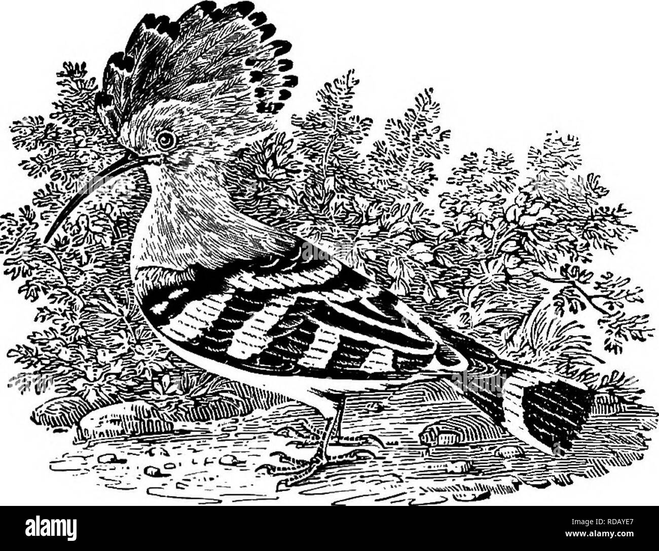 Hoopoe bird images Black and White Stock Photos & Images - Alamy