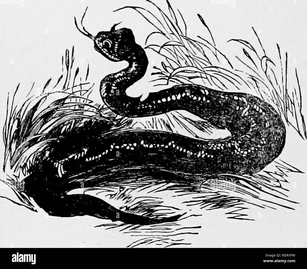 . The popular natural history . Zoology. 434 THE CERASTES. leisure. In ...