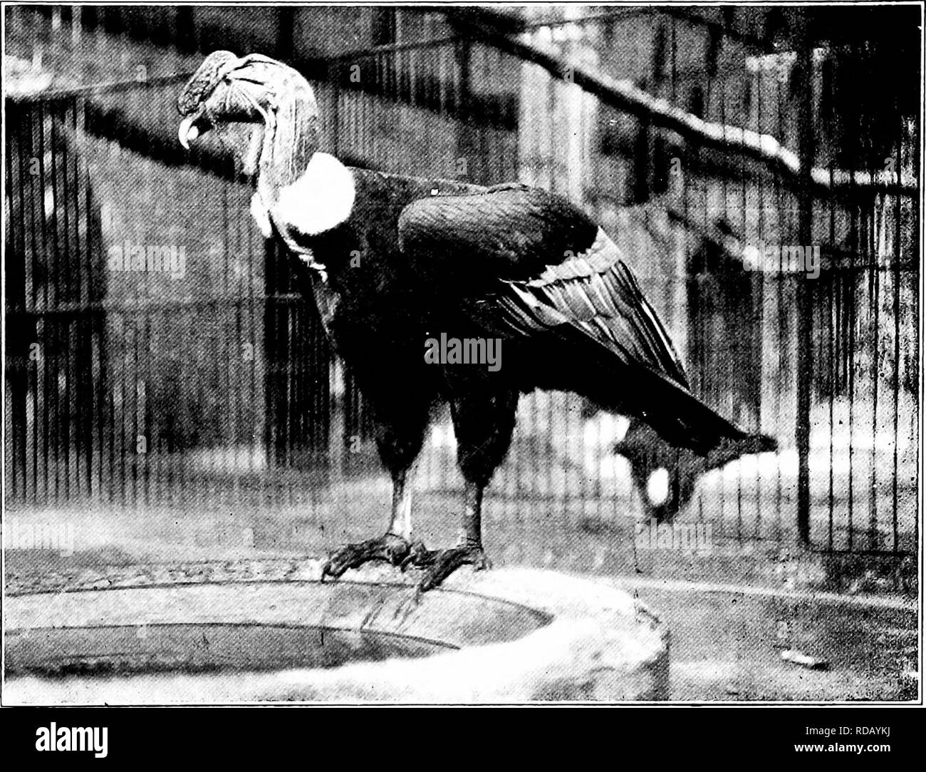 Male condors Black and White Stock Photos & Images - Alamy