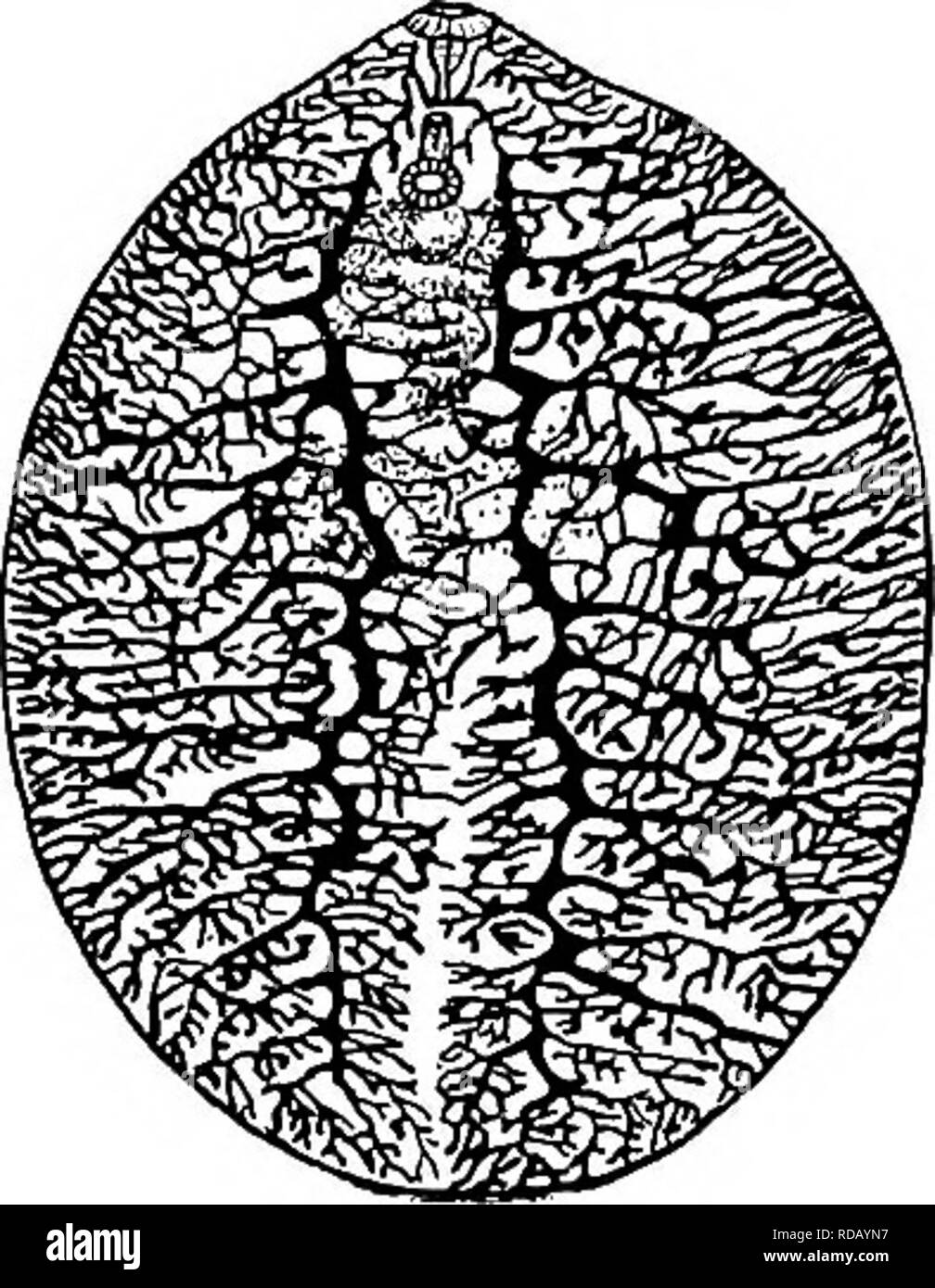 . Fresh-water biology. Freshwater biology. Type species. Fasciola ...