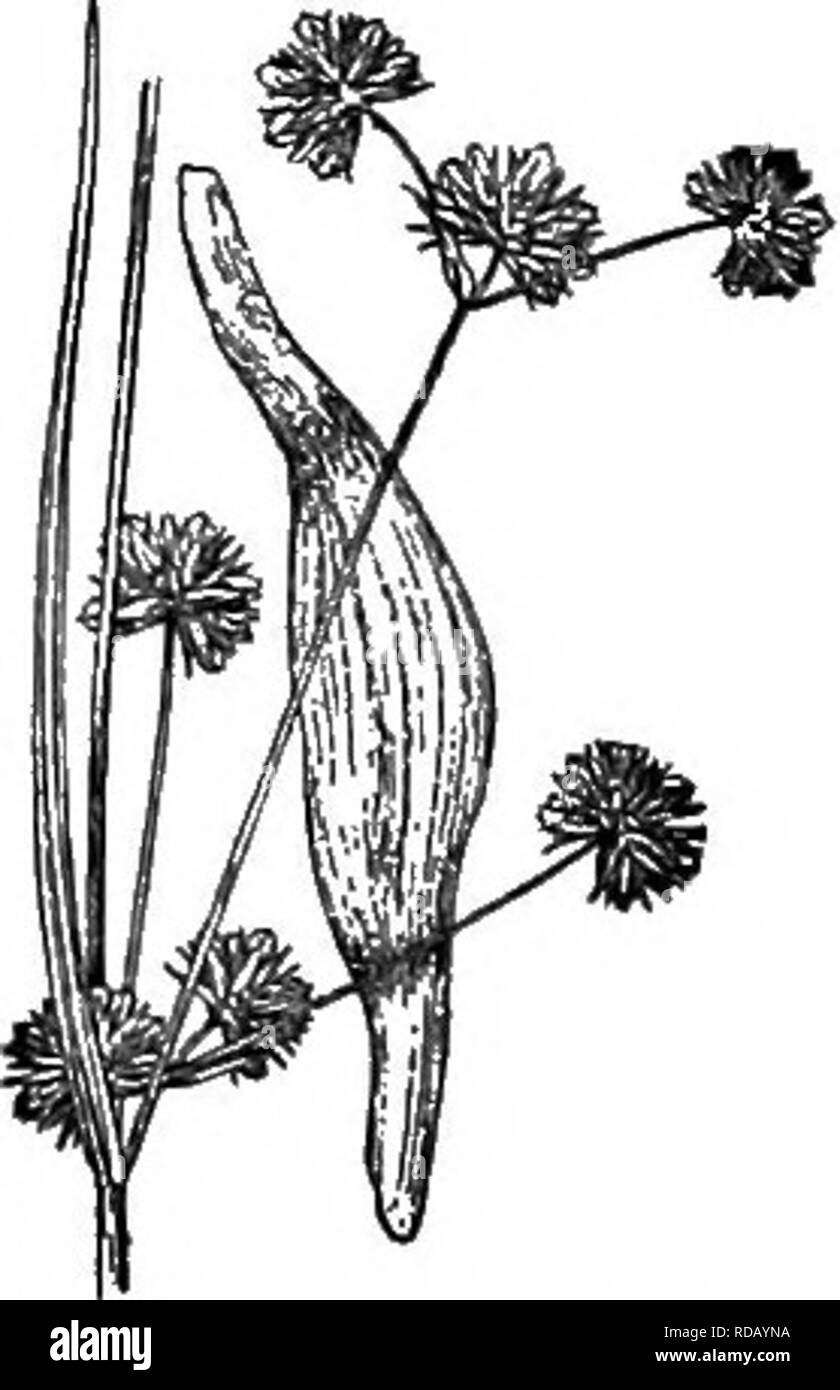 Ovoid seed heads hi-res stock photography and images - Alamy