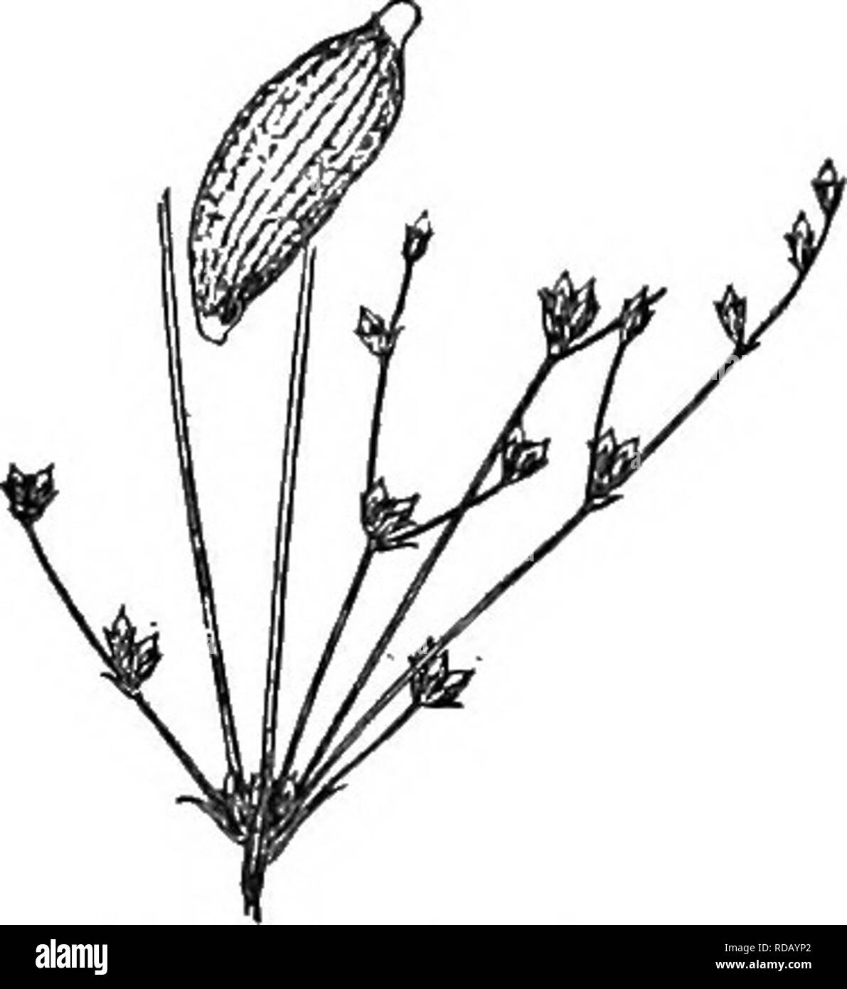 Ovoid seed heads hi-res stock photography and images - Alamy