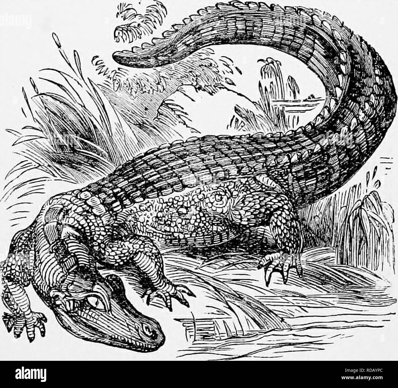 Crocodilus vulgaris hi-res stock photography and images - Alamy