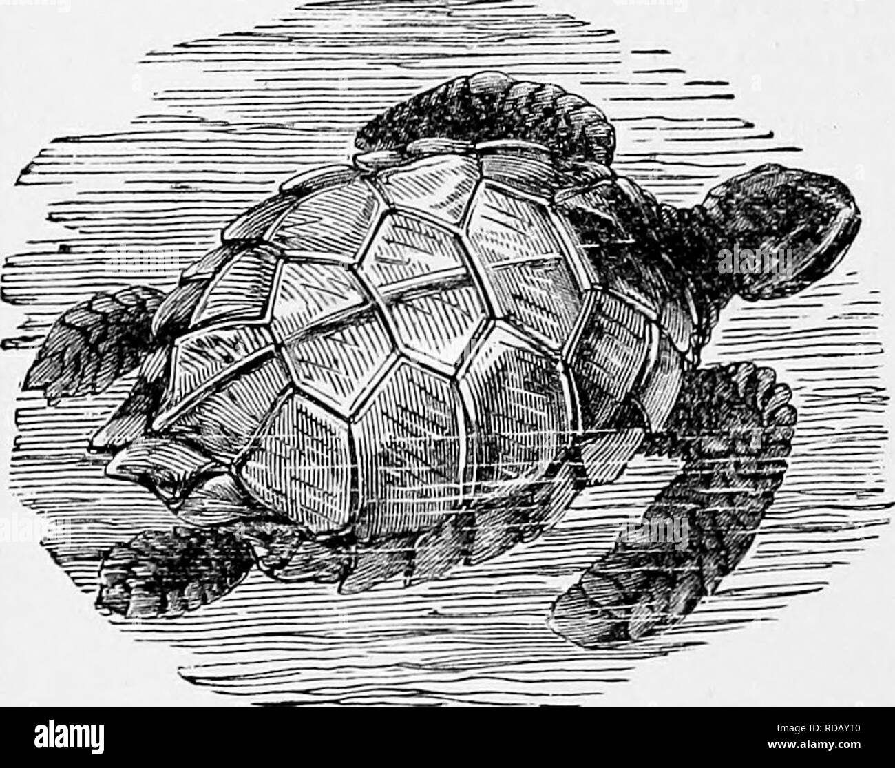 . The popular natural history . Zoology. /120 CROCODILES AND ALLIGATORS ...