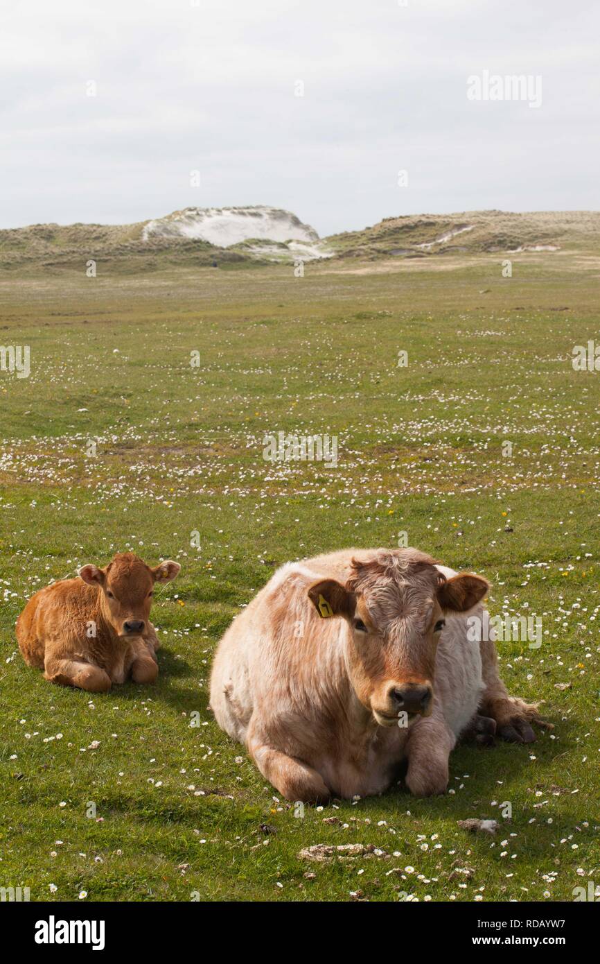 Mixed breed cow with Limosin calf on machir , Lewis in the background ...