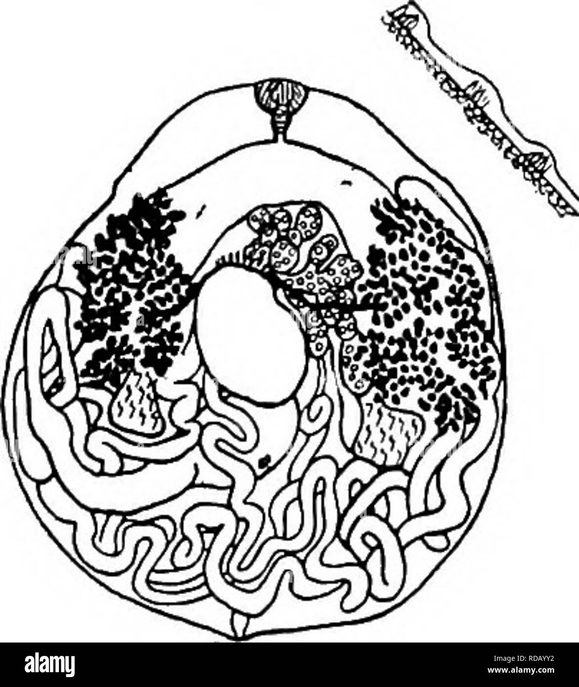 Insect coils hi-res stock photography and images - Alamy