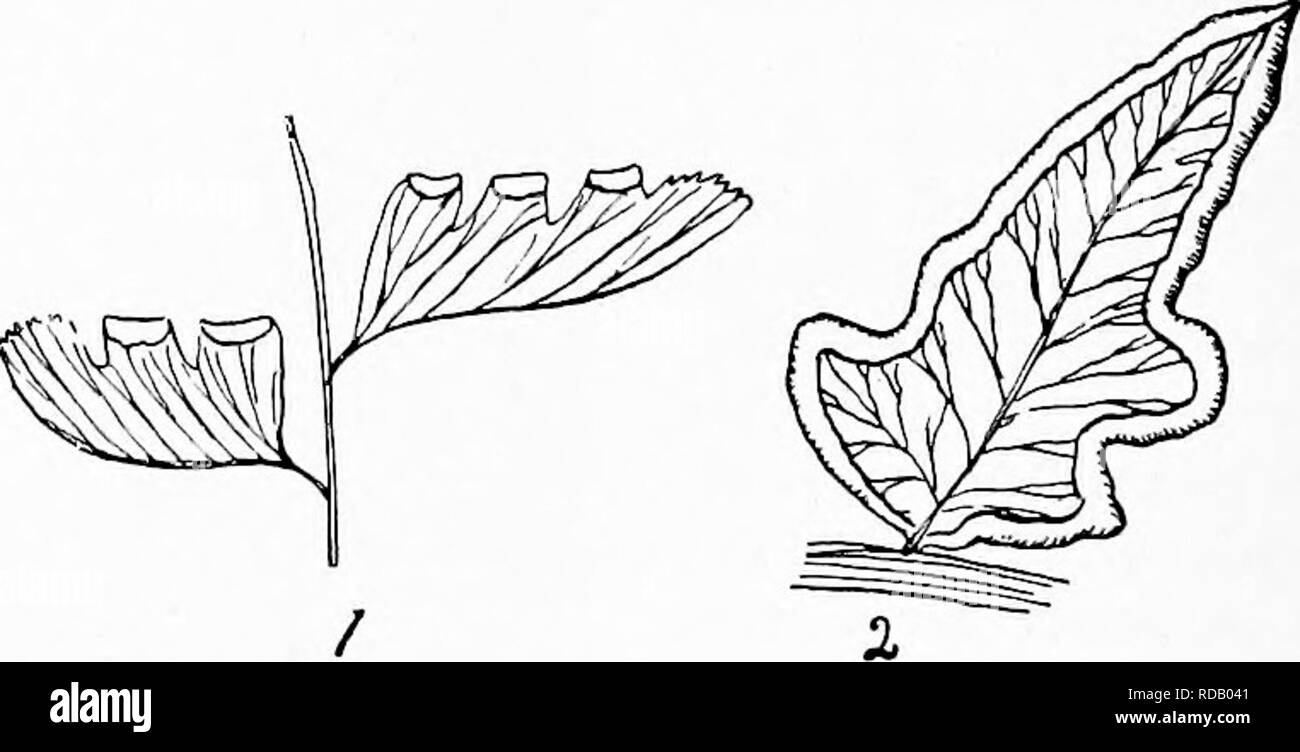 Twice pinnate hi-res stock photography and images - Alamy