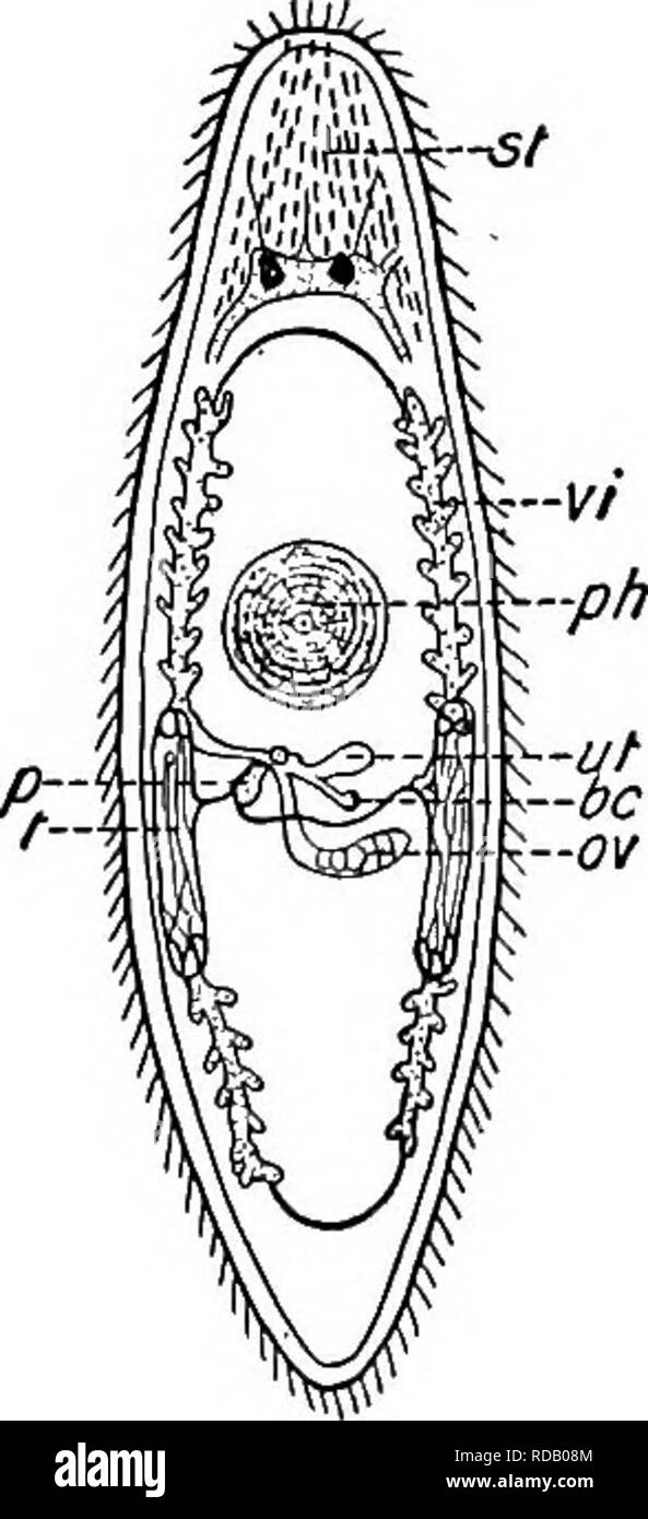 . Fresh-water biology. Freshwater biology. Mesostoma pattersoni ...