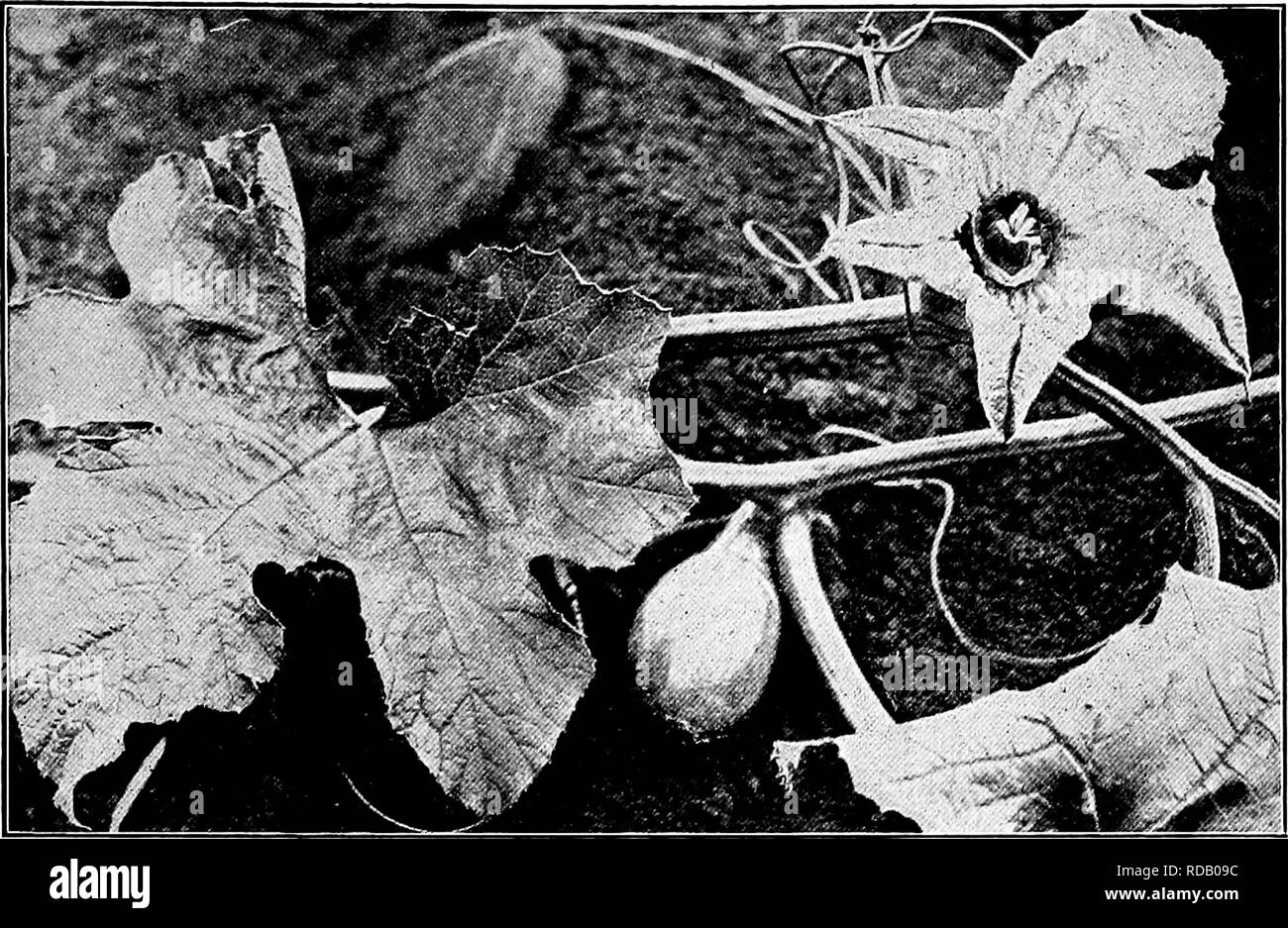 Angular stems Black and White Stock Photos & Images - Alamy