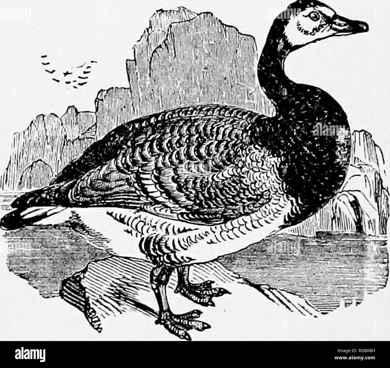 Bernicle hi-res stock photography and images - Alamy