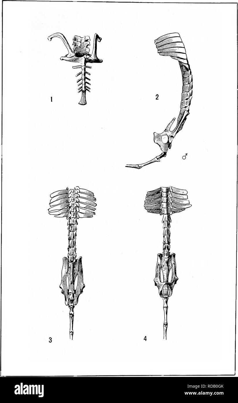 Shoulder bats Black and White Stock Photos & Images - Alamy
