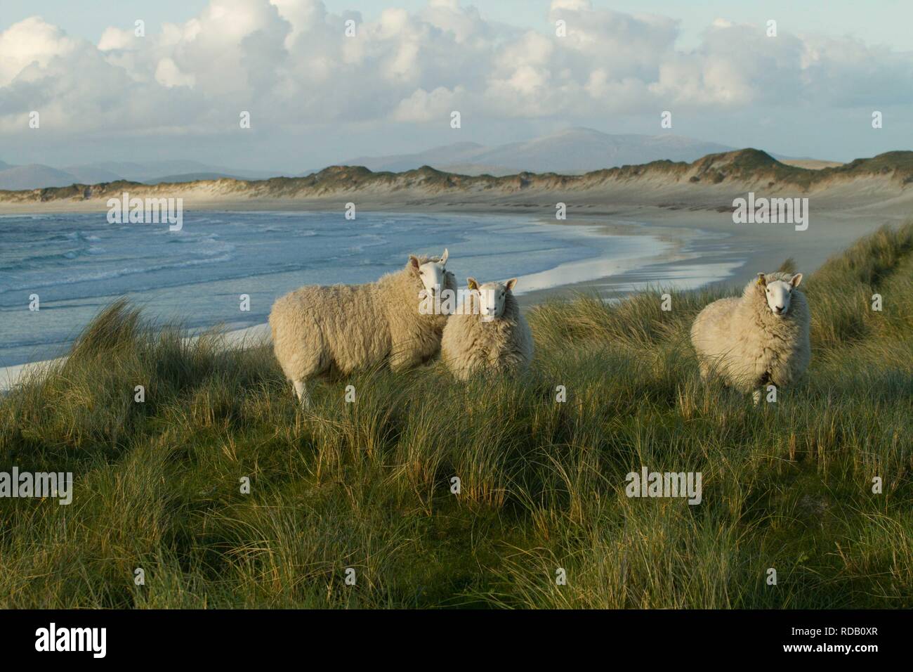 Harris tweed association hi-res stock photography and images - Alamy