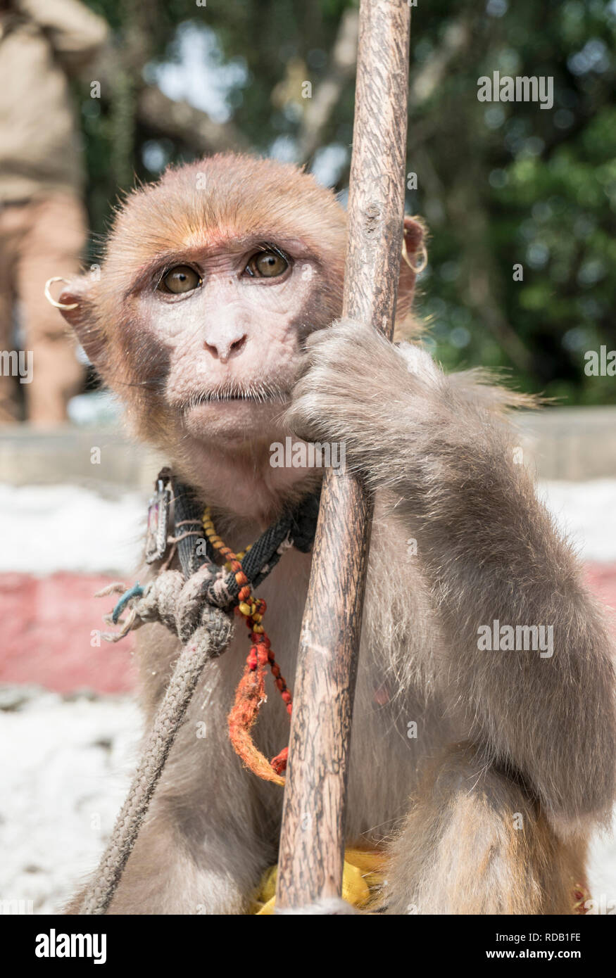A monkey holding hi-res stock photography and images - Alamy