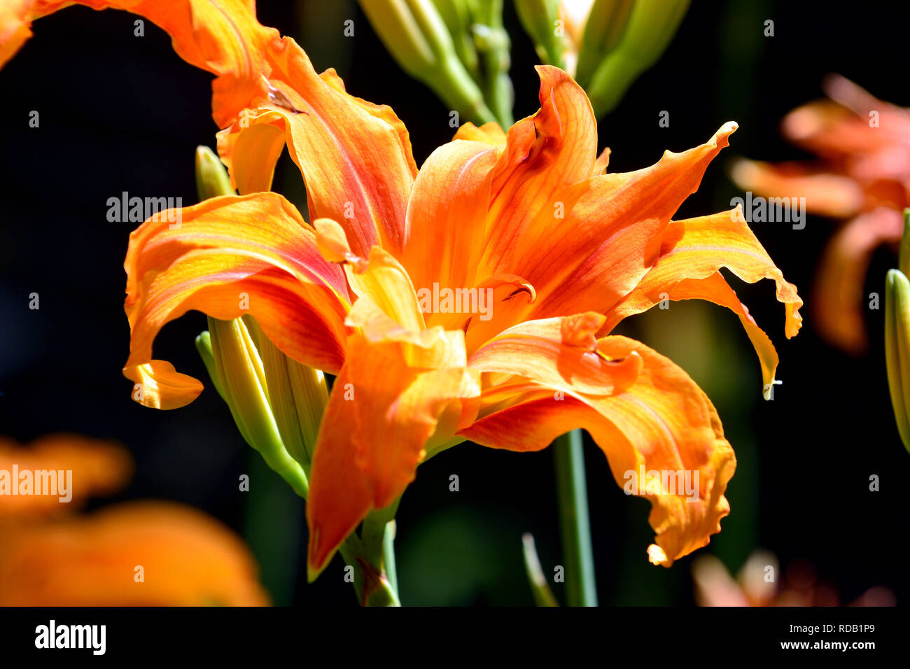 Liliom High Resolution Stock Photography and Images - Alamy