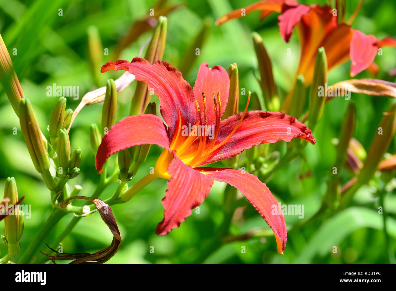 Lilien, liliom, Lilium sp Stock Photo - Alamy
