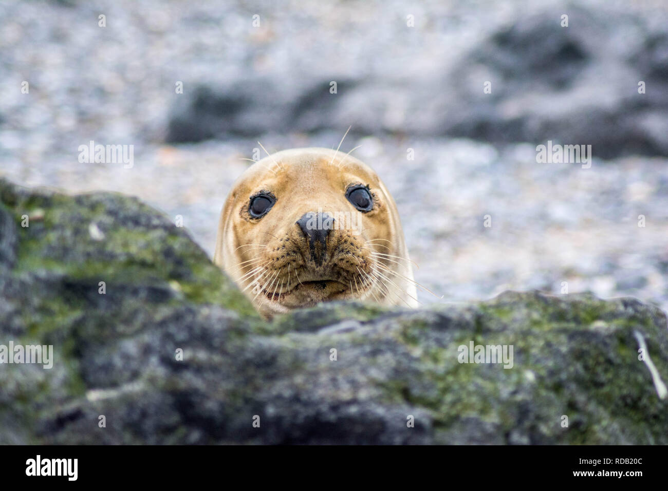 Head of a seal hi-res stock photography and images - Alamy